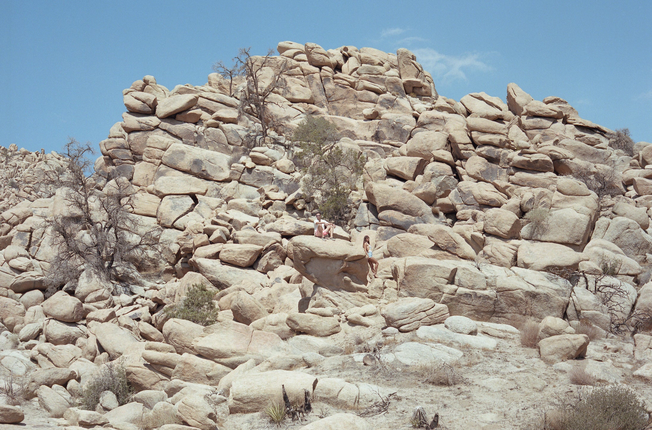 Joshua Tree | Garrett Leight – Garrett Leight
